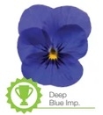 Viola Rocky Deep Blue | Plantenkwekerij Sint-Jansberg